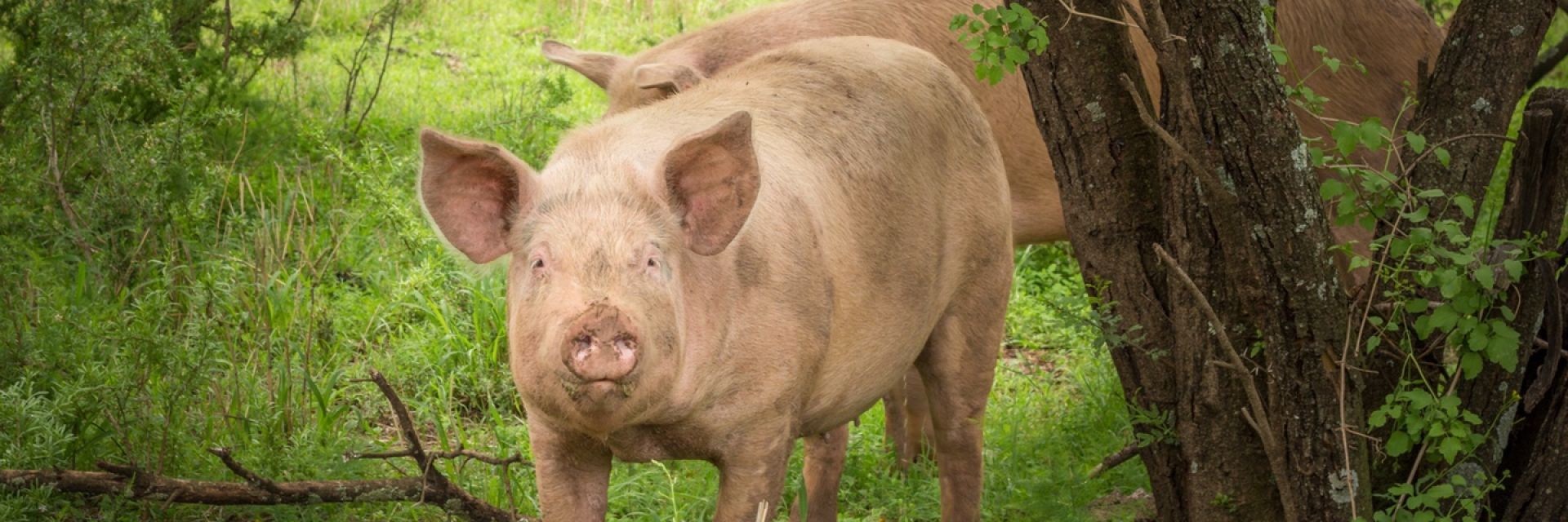 Our Pork - New Pastures Butchers