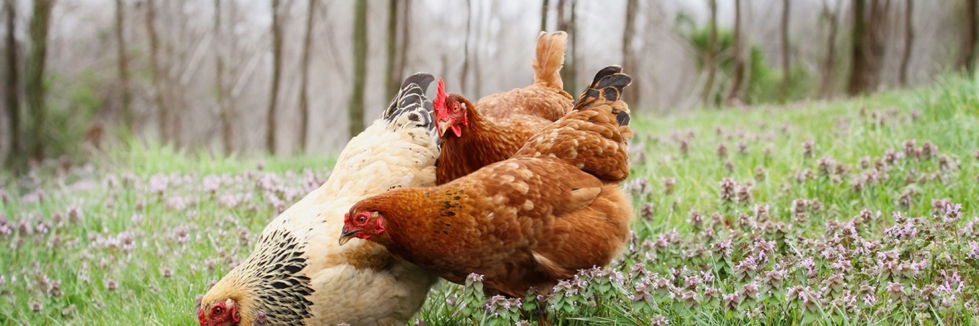 Our Poultry - New Pastures Butchers